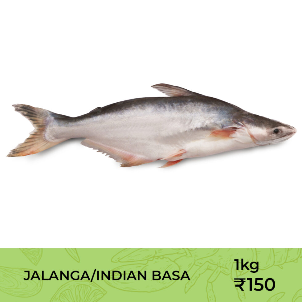 Fresh water fish | Falcon Fresh