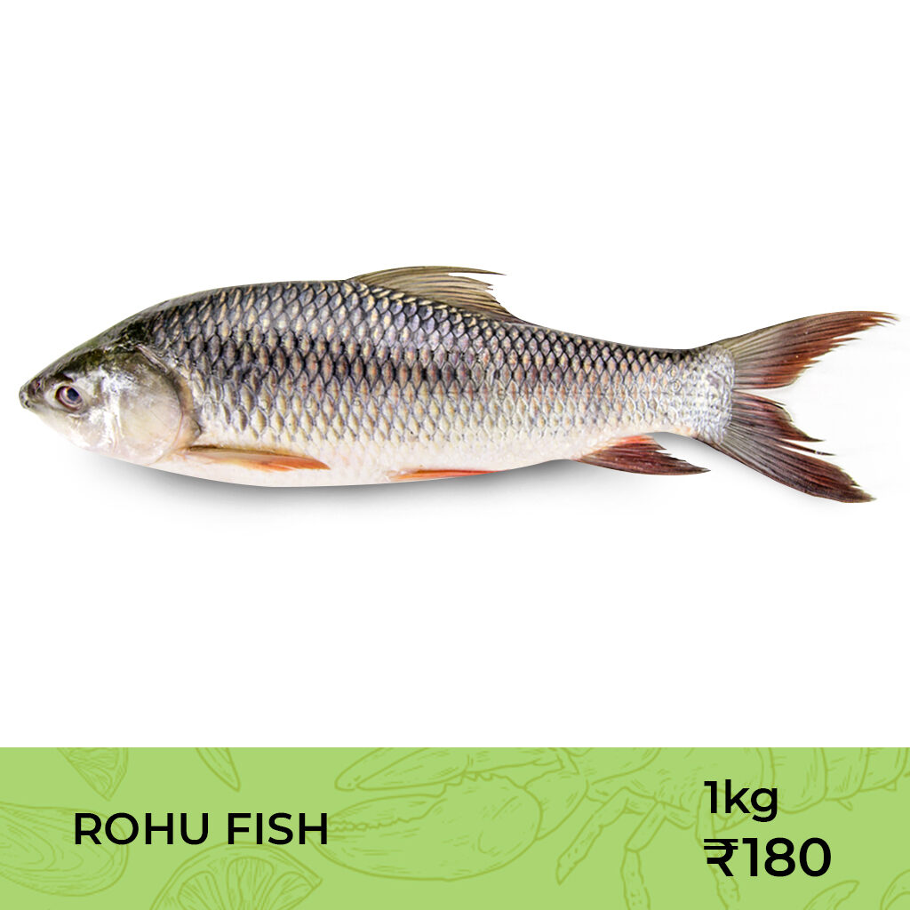 Fresh water fish | Falcon Fresh